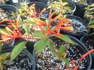 Ridge Plants Blog: Plant Highlight: Fire Bush