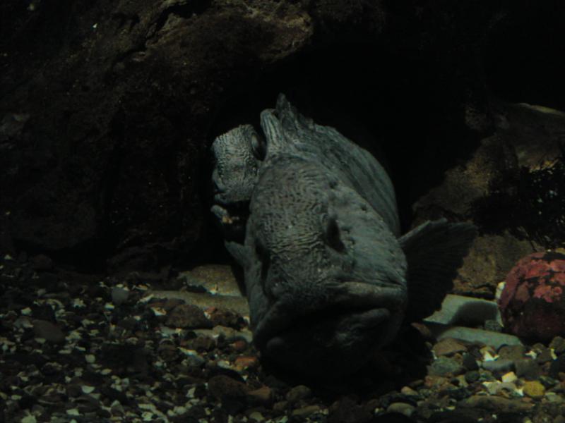 Fula fiskar på Havets Hus – en lisa i livet