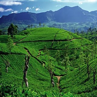 Sundara Lanka Matha -----: The Story of Ceylon Tea