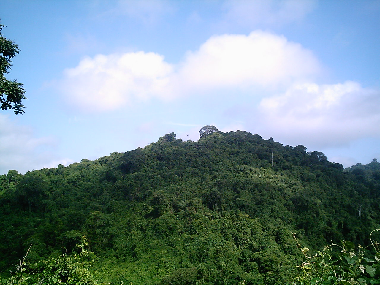 Protecting Ecuadorian Dry Forest: The Cerro Blanco Protected Forest and ...