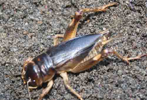 KALITEPUS-KESAWEN: Gasir