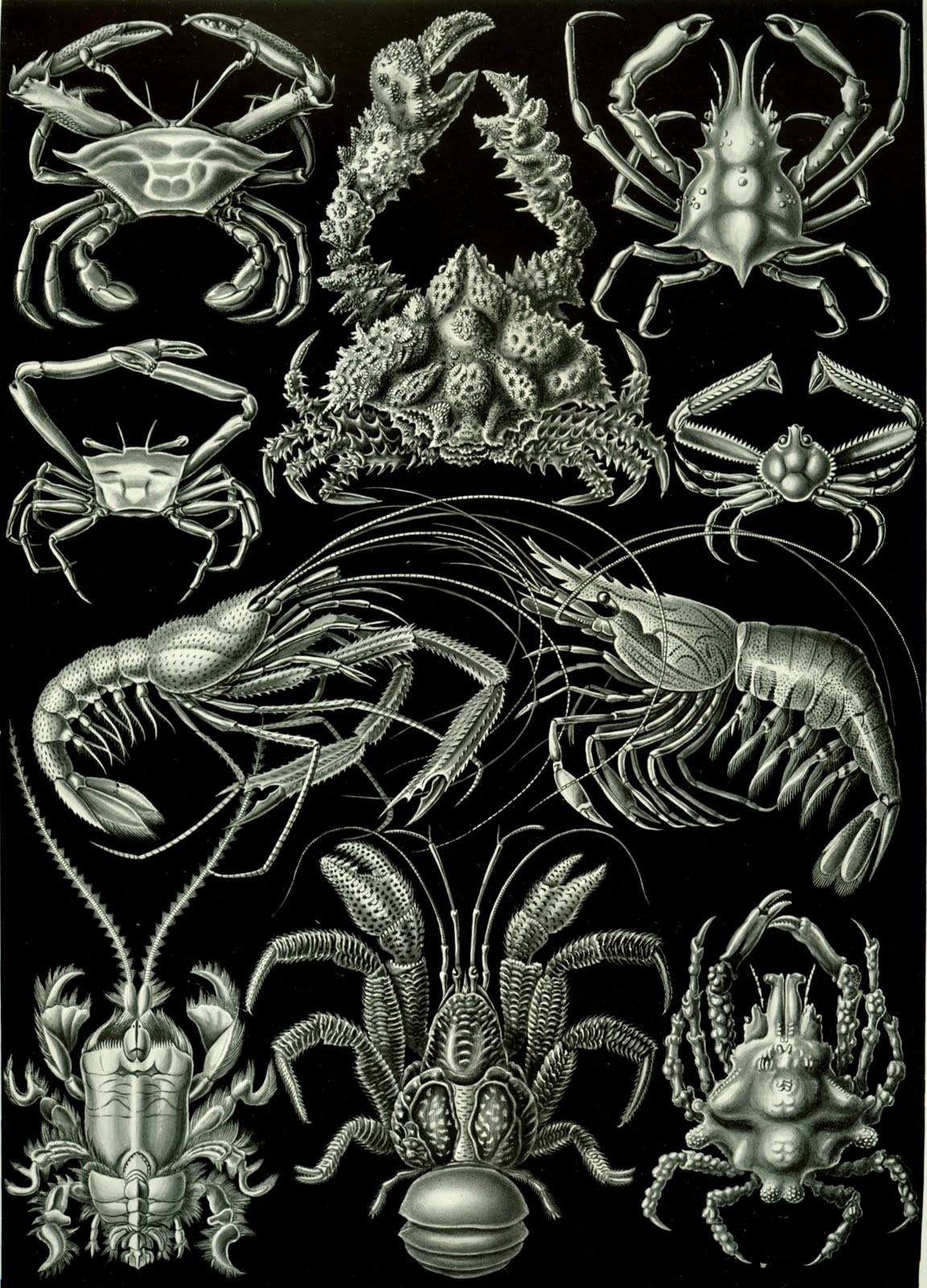 I (used to) blog every day: The amazing art of Ernst Haeckel