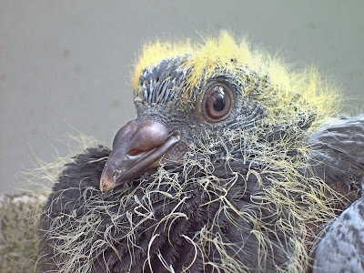 O Mundo em que Não Conhecemos: Filhotes feios