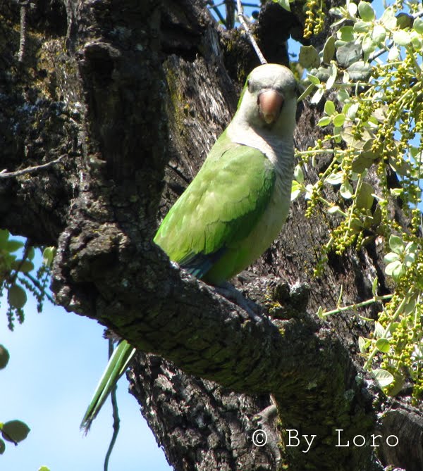 Fotos de aves by Loro: Cotorra Argentina (Myiopsitta monachus)