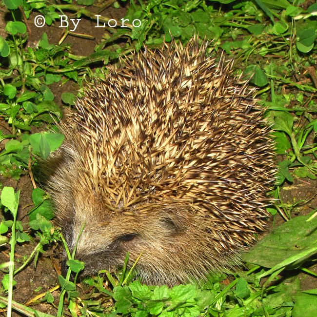 Fotos con macro: Erizo Común (Erinaceus europaeus)