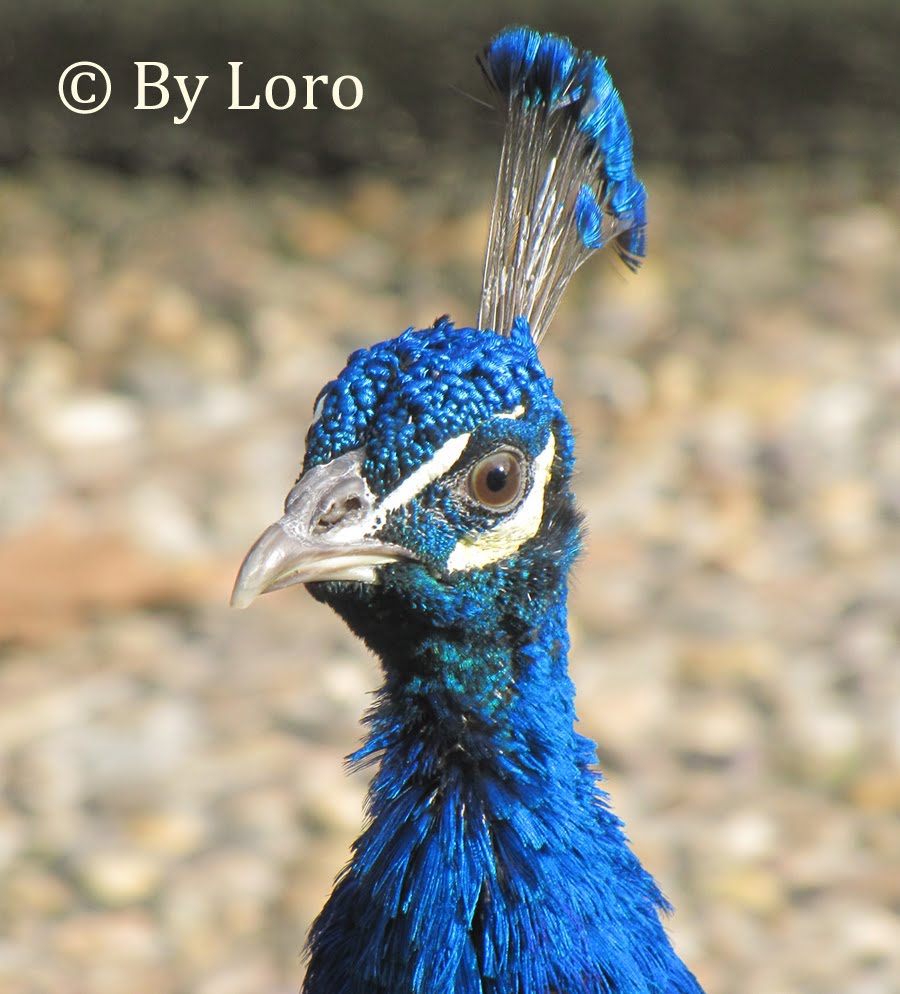 Fotos de aves by Loro: Pavo Real (Pavo cristatus)