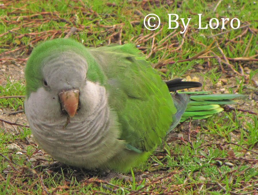 Fotos de aves by Loro: Cotorra Argentina (Myiopsitta monachus) II