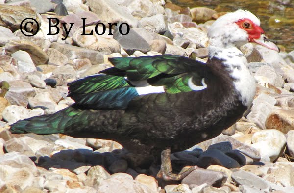 Fotos de aves by Loro: Pato Mudo o Pato Criollo (Cairina moschata)