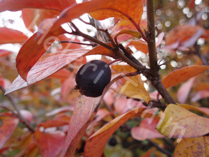 Jah Loodusele!: Pildid 2. (Heleri)