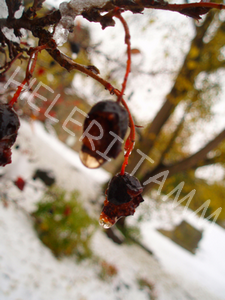 Jah Loodusele!: oktoober 2010