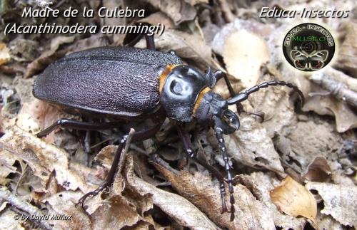 Chile Nativo: Madre de la culebra: El Insecto mas grande de Chile