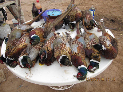 CLUB CINEGETICO JIQUILPAN AC: CACERIA FAISAN, PALOMA Y RACCOON EN ...