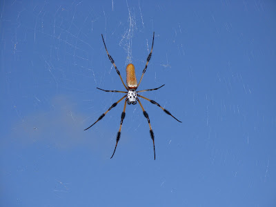 Rusty the Flyer: The Bahamas!