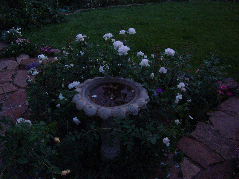 Roses, Color and Light: Prairie Star, a Star in My Garden