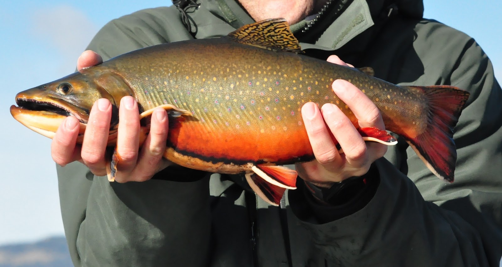 Bill Schiess' Wild in Idaho - Experiences and Essays of Life: Fishing ...