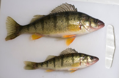 Great Lakes Angler: Chicago Perch Fishing Report : Navy Pier : 1-24-2010