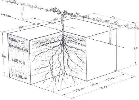 2012: Grapevines as Metaphor for Life Development