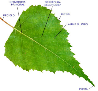 El universo de las plantas