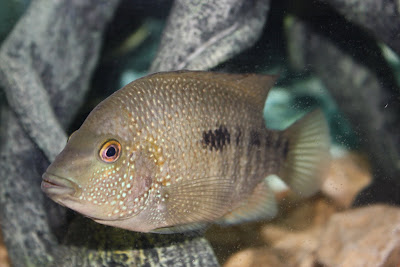 Wild Ed's Texas Outdoors: The Texas Native Fish Aquarium Project