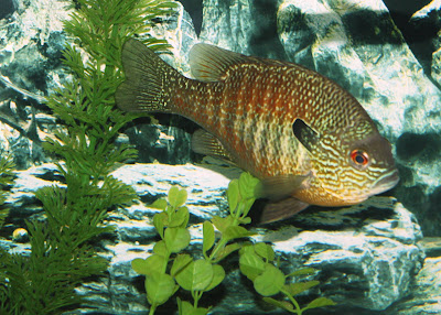 Wild Ed's Texas Outdoors: The Texas Longear Sunfish