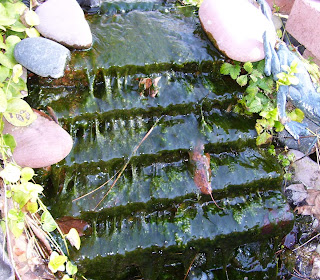 Backyard Pond: Algae Blossoms Can Be Beautiful