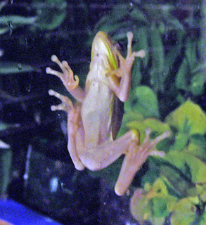 Backyard Pond: Bottom and Top View of Greenhouse Frog
