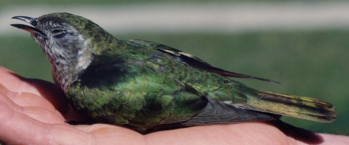 Quiltingorchardist: New Zealand Birds.