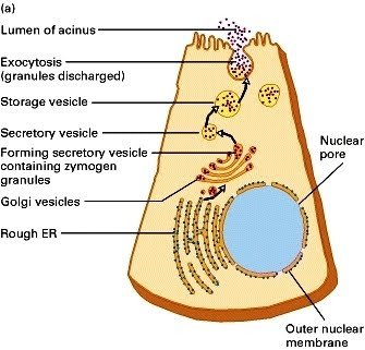 Cakna Biologi: Synthesis of Extracellular Enzymes