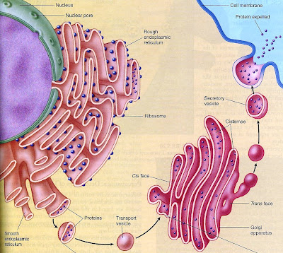Cakna Biologi: Synthesis of Extracellular Enzymes