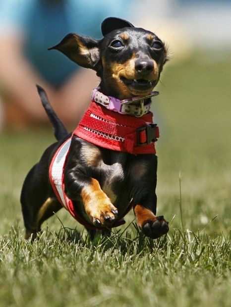 The Long and Short of it All: A Dachshund Dog News Magazine: Short ...