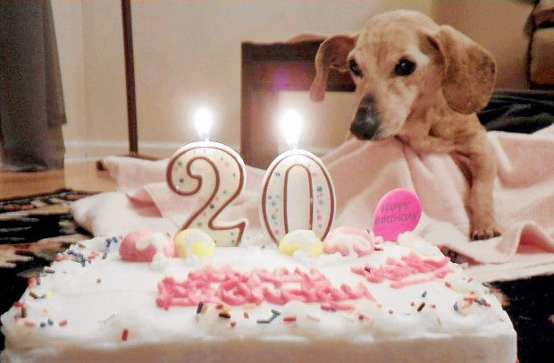 The Long and Short of it All: A Dachshund Dog News Magazine: Happy 20th ...