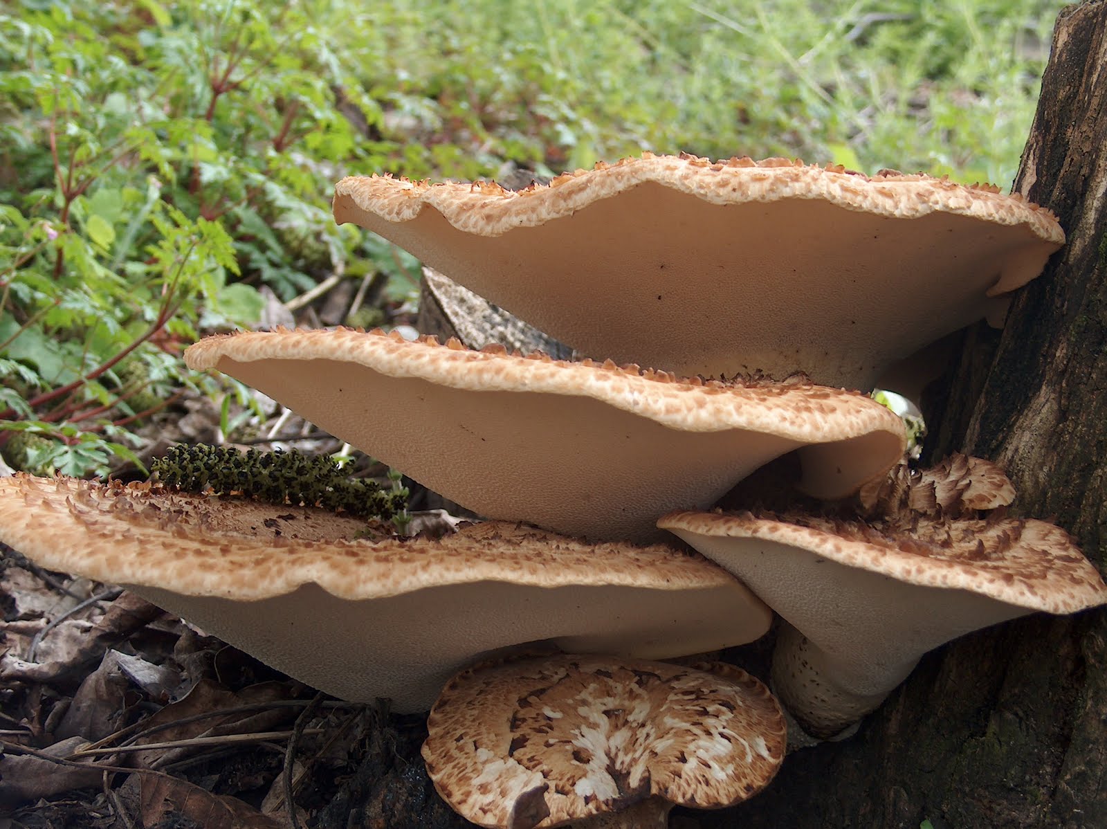 Cogomelos e Flora de Valdeorras: Polyporus squamosus (Huds.) Fr