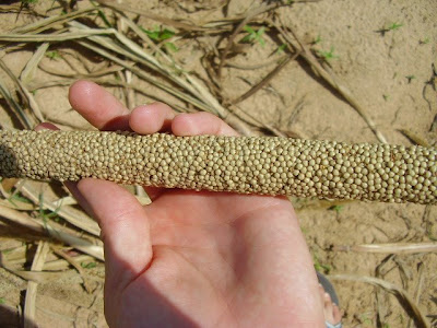 Debbie Heine: Bush trips and Baby shrews