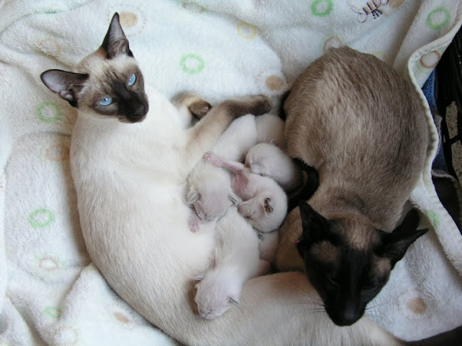 Carolina Blues Cattery announces Sheeba's Winter Kittens