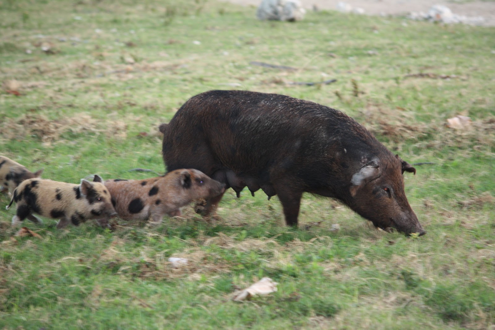 Emily Grace: The Kingdom of Tonga - Niuatoputapu