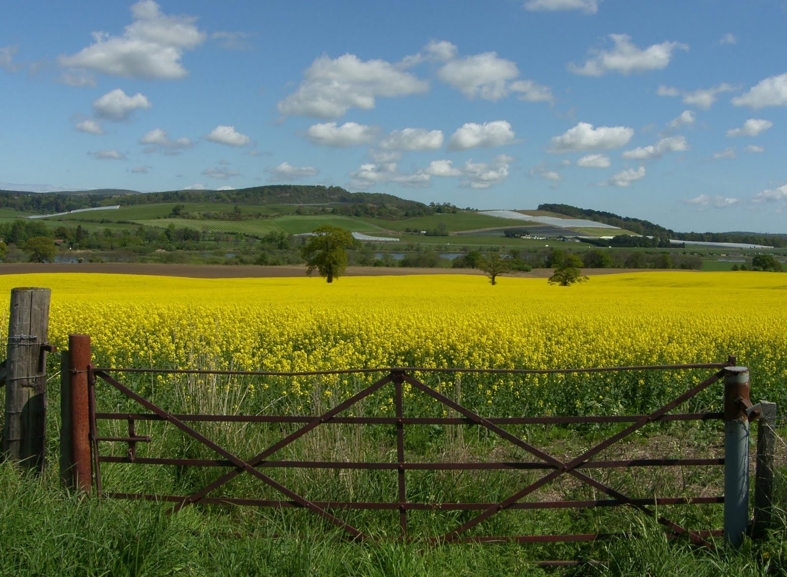 Tour Scotland: May 12th Photograph Rapeseed Field Perthshire Scotland