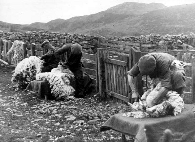 Tour Scotland: Old Photograph Sheep Shearing Wester Ross Scotland