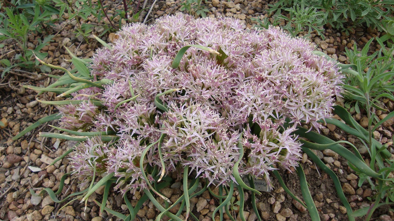A stunning native onion