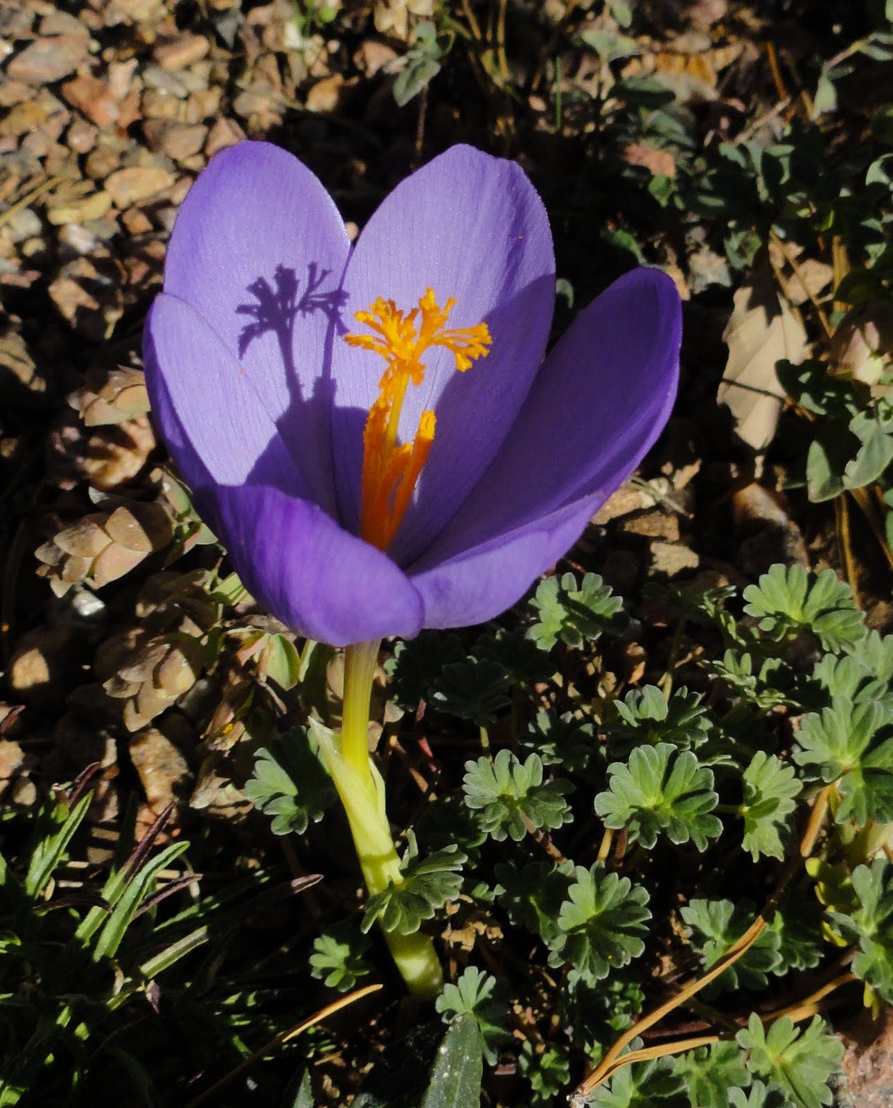 Prairiebreak: The other autumn crocus