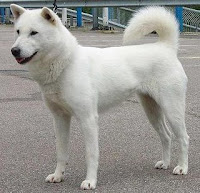 Kishu Inu (Kishu Ken) ~ Cachorro New - Cachorros, Cães, Comportamento ...