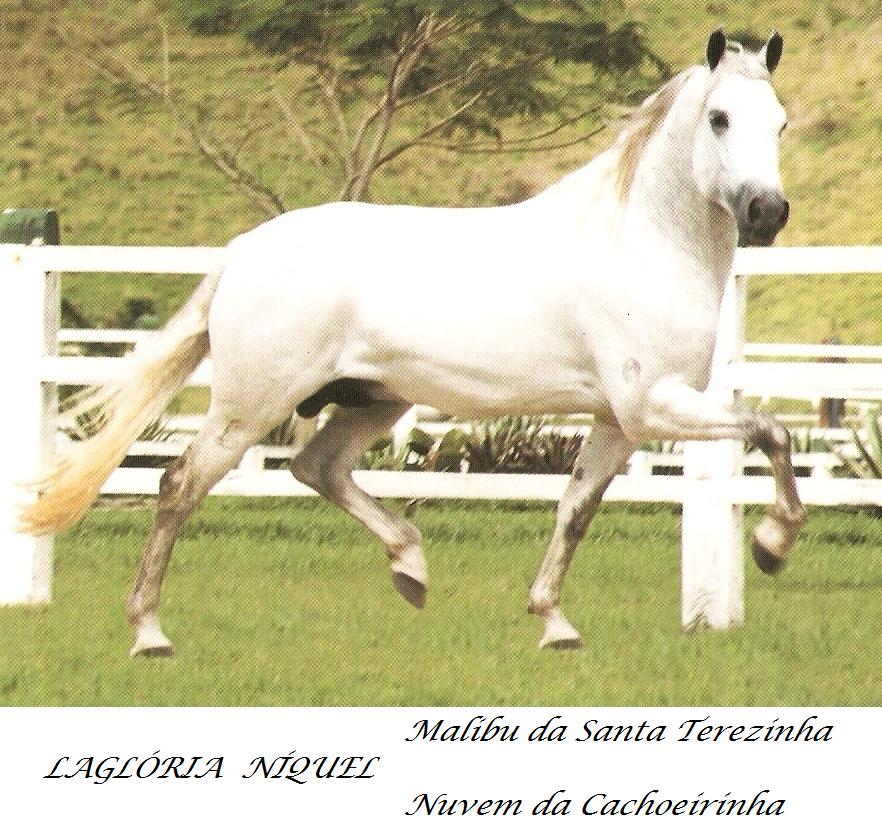 CAVALO MANGALARGA MARCHADOR