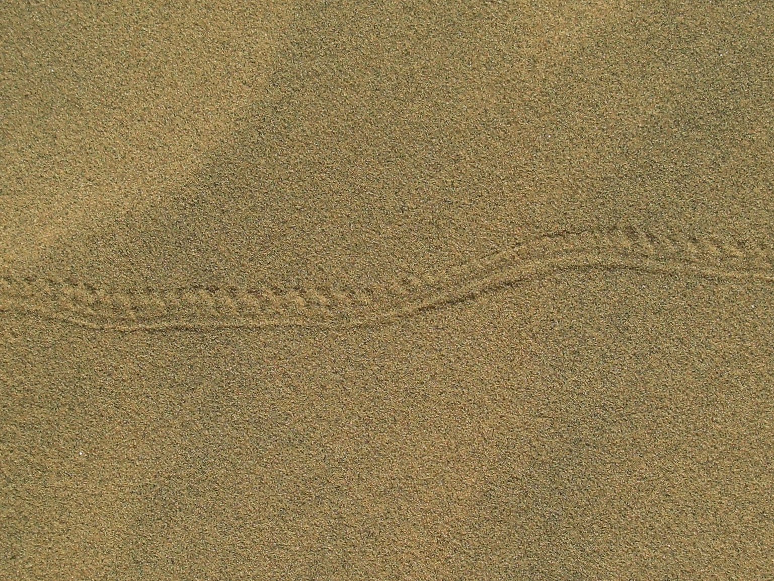 virtualdogsbody: Snake Tracks