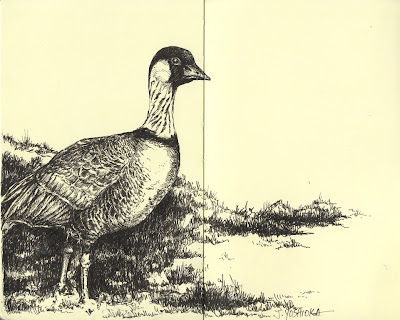 Drawing on Nature: Nene ("Neh-neh") Goose