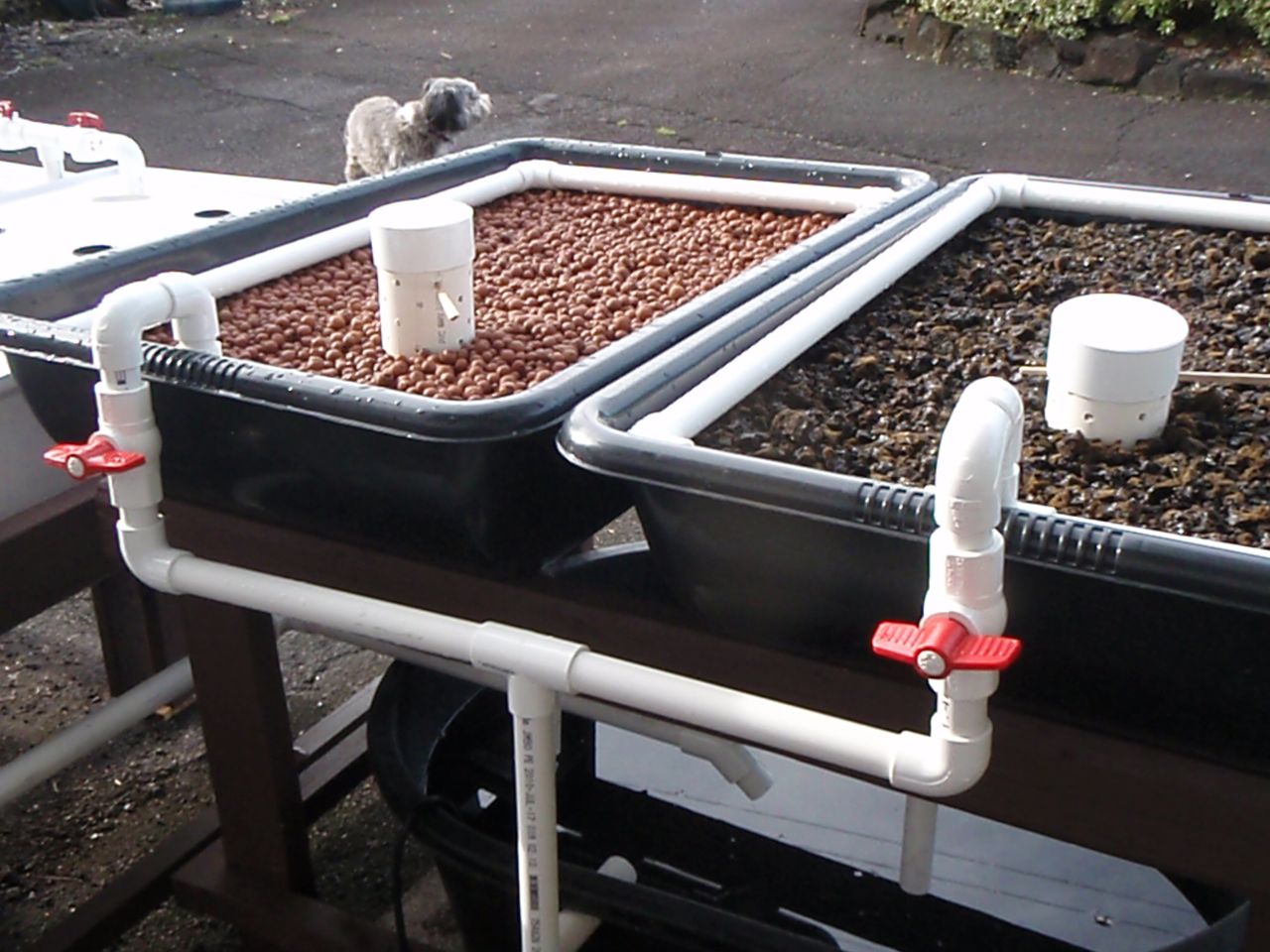 Joan Goes Green: Aquaponics setup - 75% done!