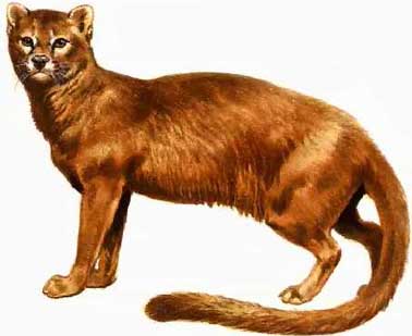 La Cueva del T-Rex: EL PRIMER FELINO ¿PROAILURUS O PSEUDAELURUS?