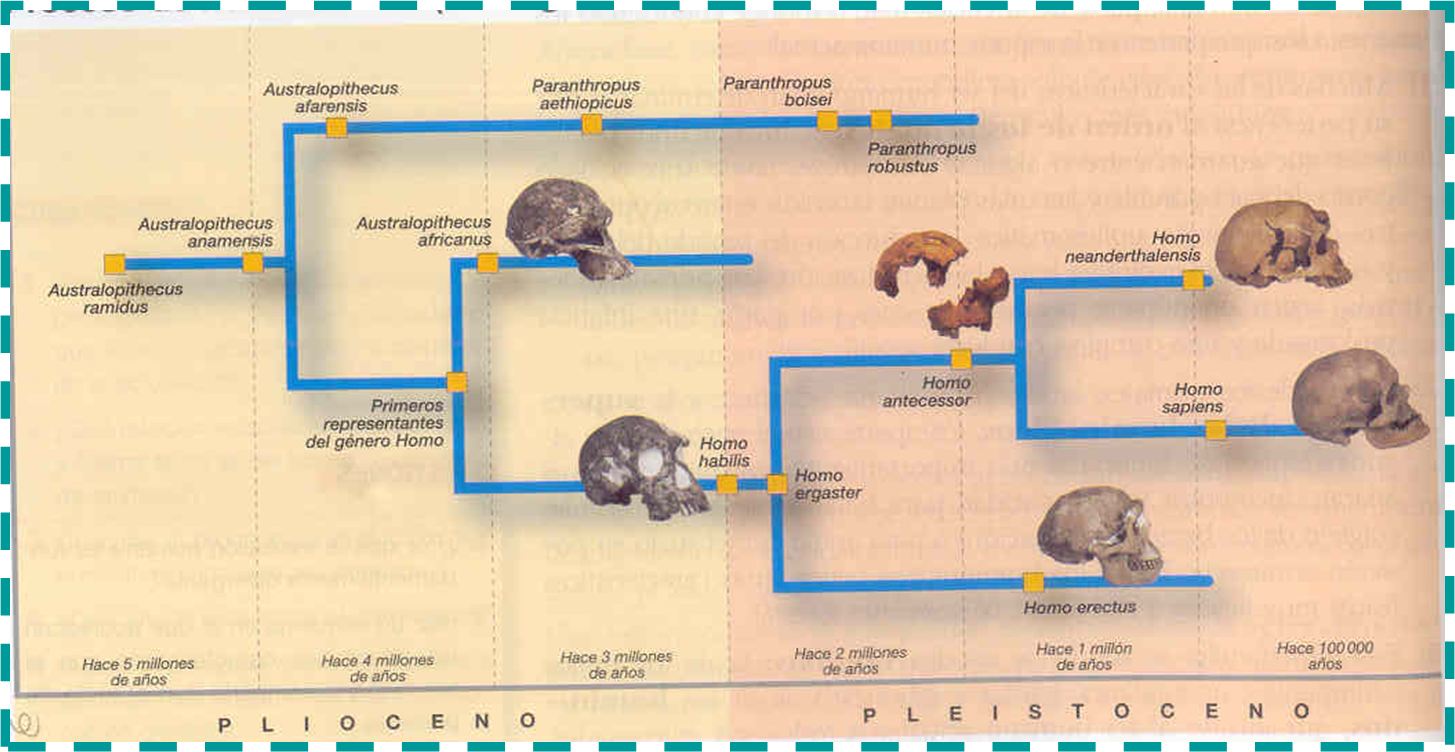 EL BLOG DE SONSOLES: ESQUEMA DE LA EVOLUCIÓN HUMANA