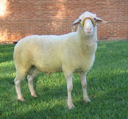 RAÇAS OVINAS | Mundo Do Cowboy