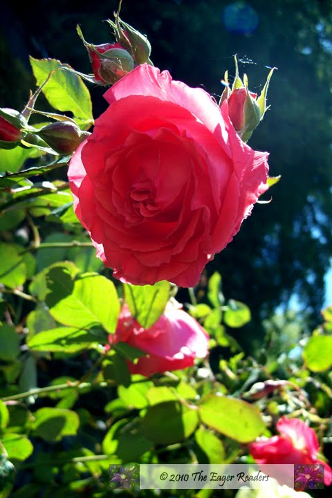 The Eager Readers: Flower Friday - American Beauty