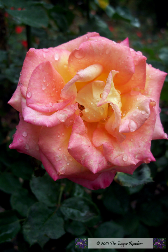 The Eager Readers: Flower Friday - Dream Come True + Friday Question