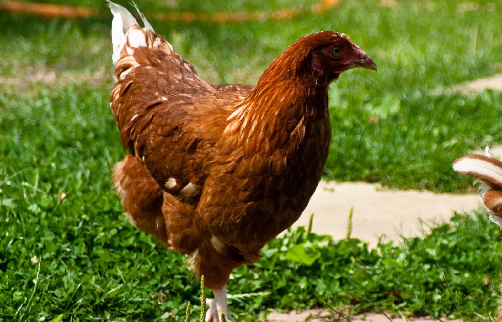 Photo Views, Life through the eye of a camera.: Chickens - Camera Critters.